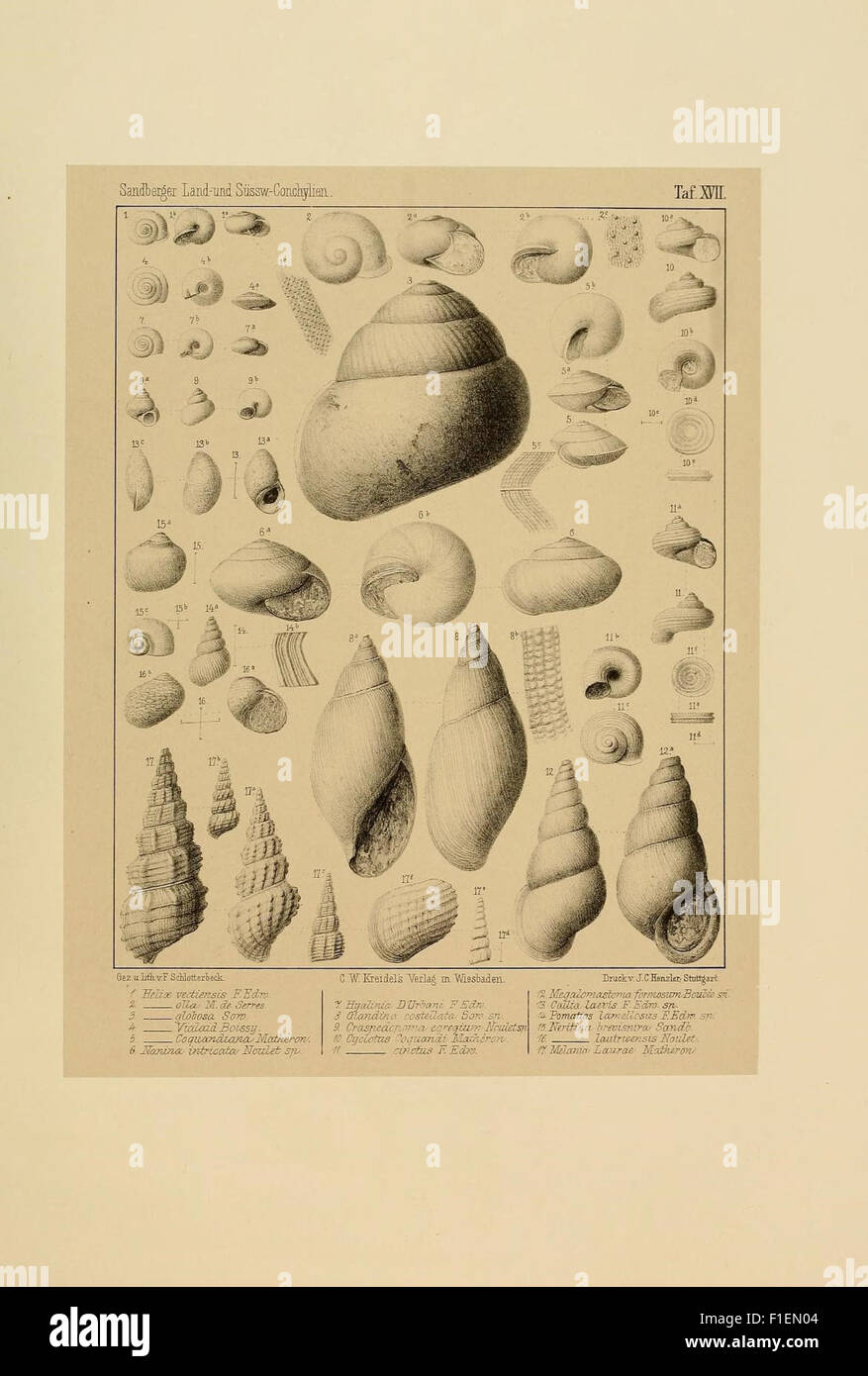 This work on fossil mollusks of the land and freshwater ecosystems ...
