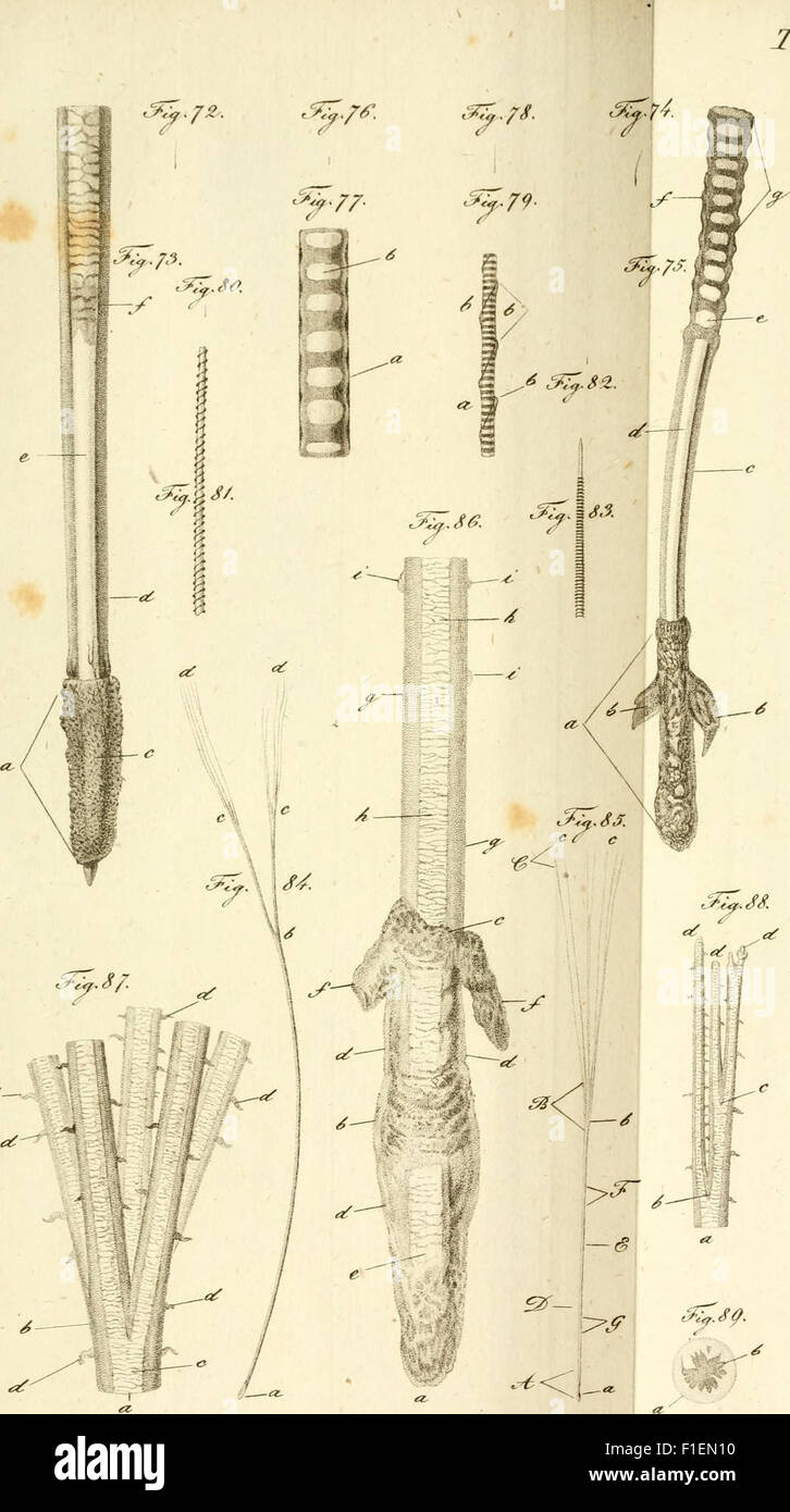 An early scientific study on hair structure and function across ...
