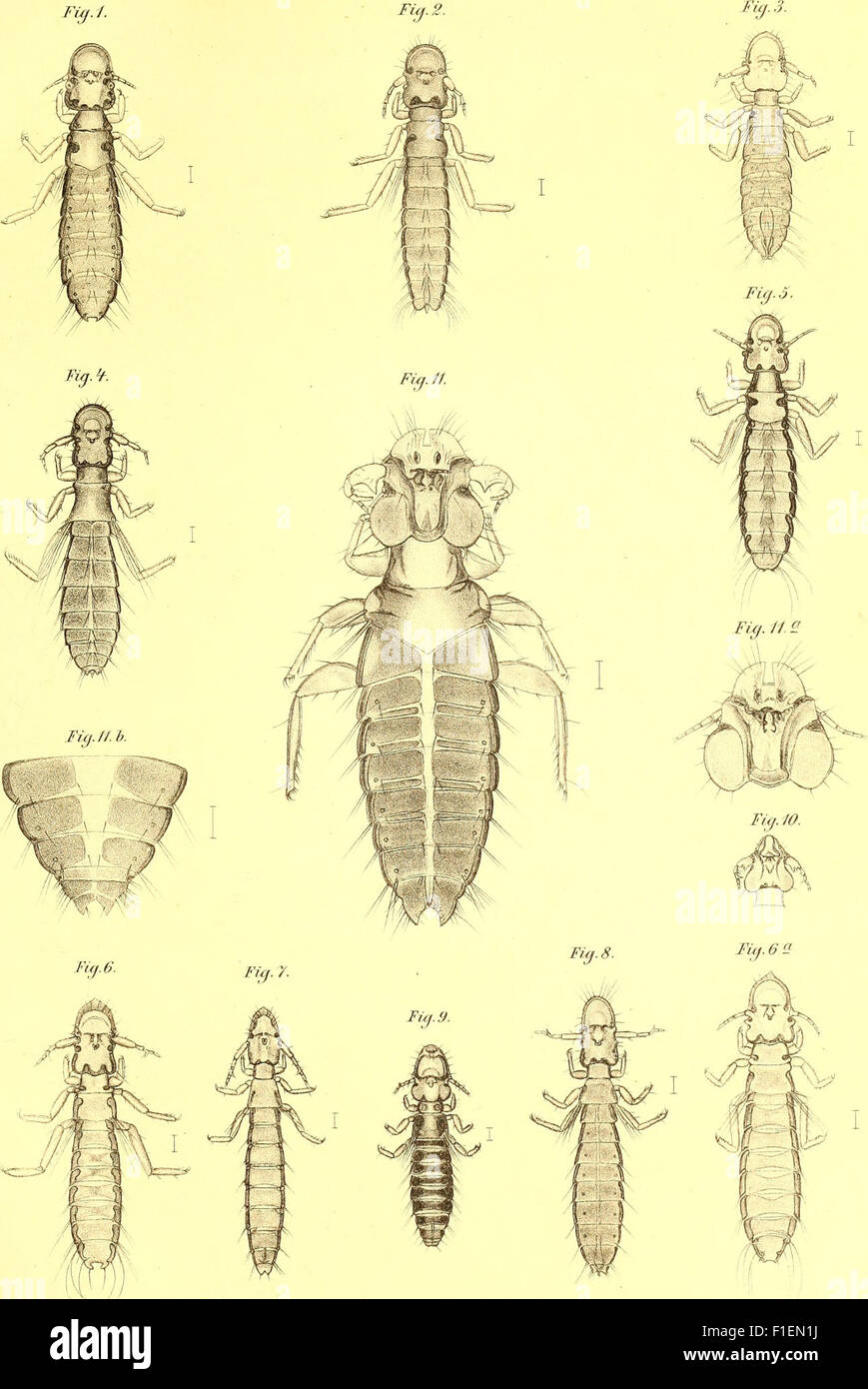 This 1882 work focuses on Mallophaga, a group of parasitic insects ...