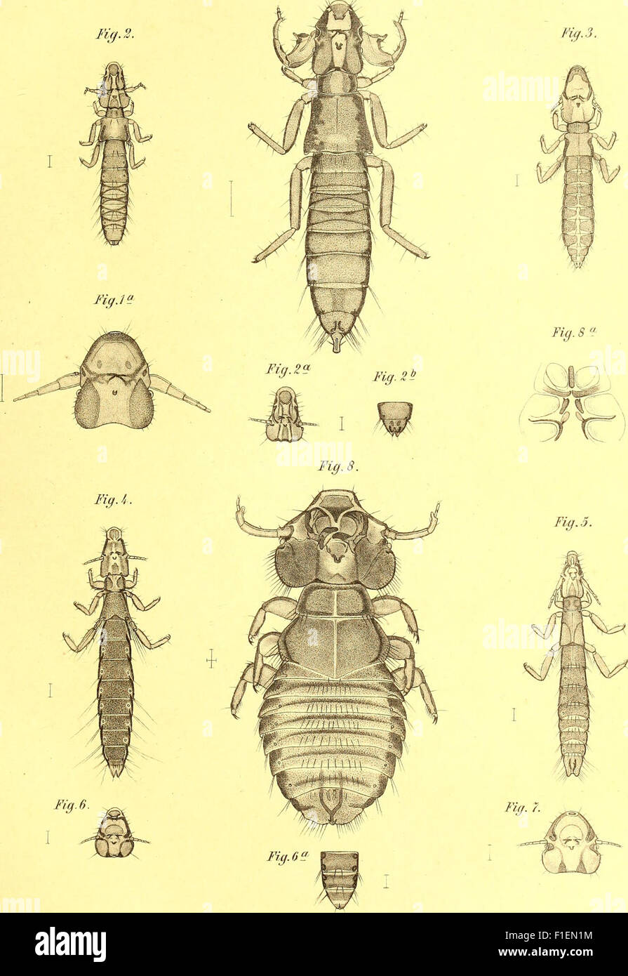 'Die Mallophagen' (1882) focuses on Mallophaga, a suborder of parasitic ...