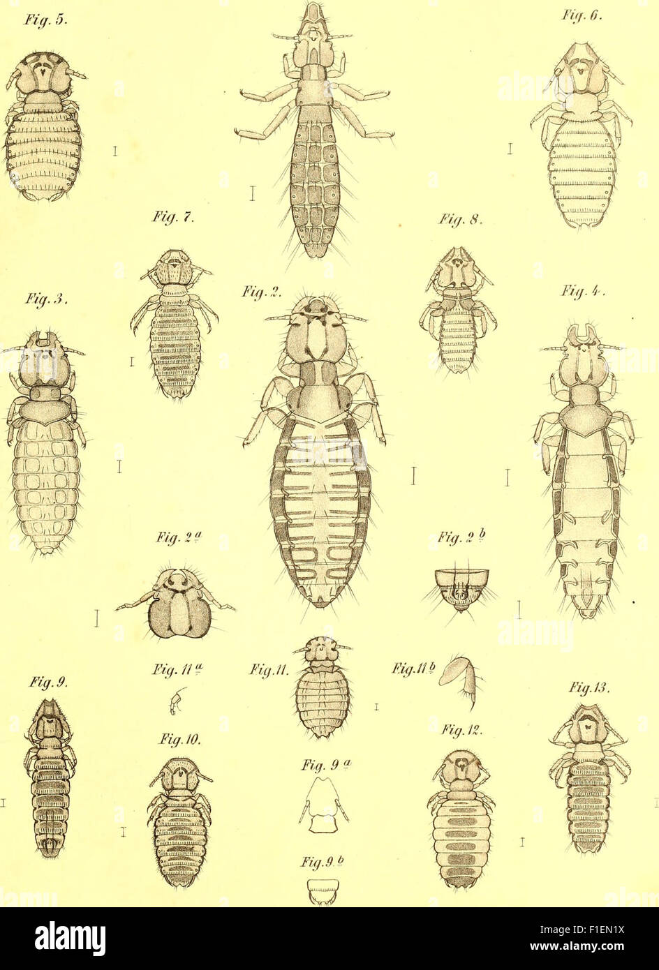 'Die Mallophagen' (1882) is a study on Mallophaga, a type of parasitic ...