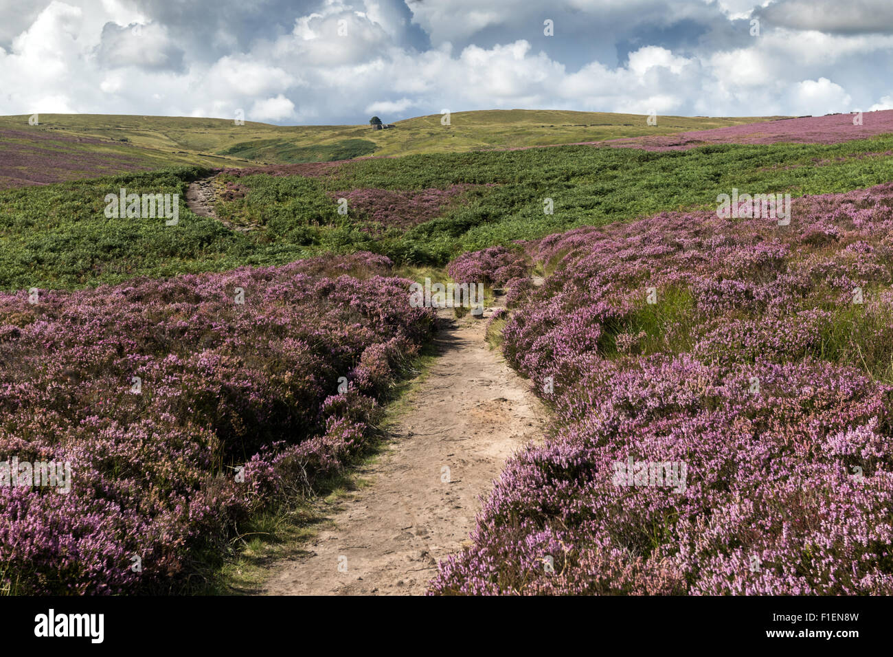 A carpet of heather on the Bronte moors, with Top Withins, reputed ...