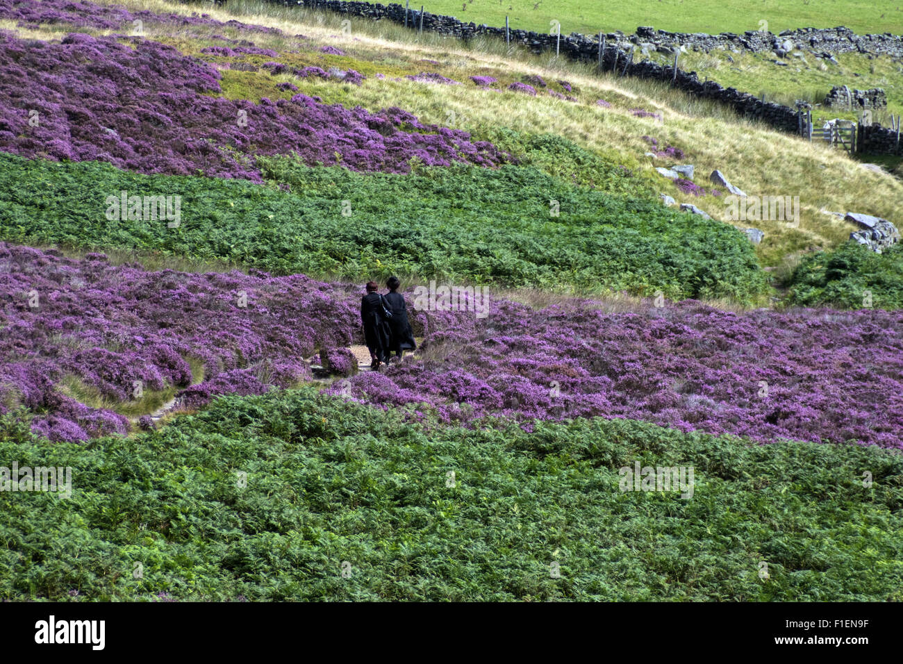 Bracken heather hi-res stock photography and images - Alamy