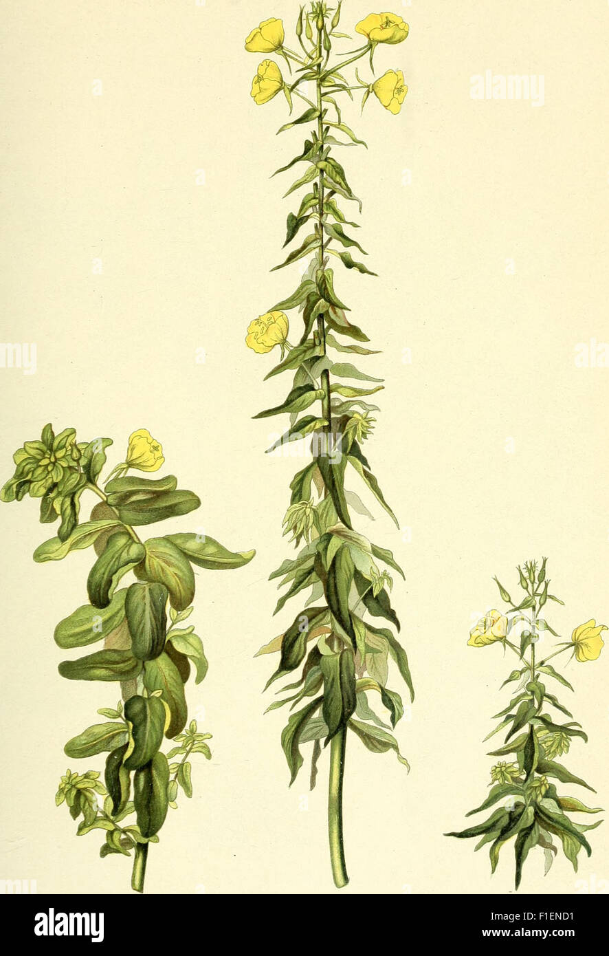 *Die Mutationstheorie* (1903) explores the theory of mutation and its ...