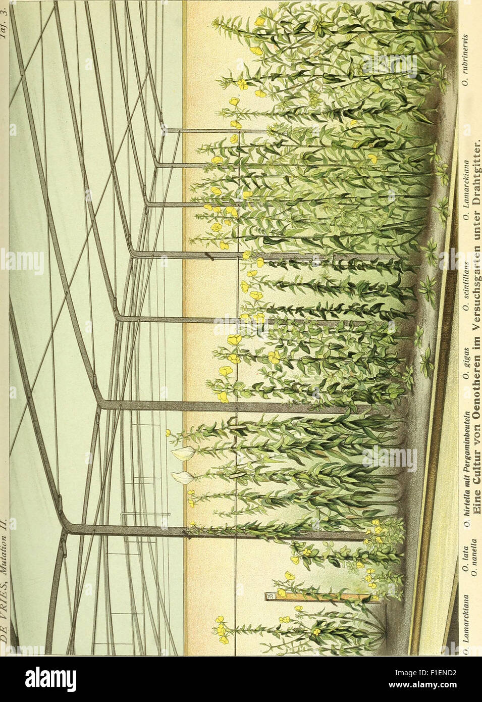 This 1903 work on mutation theory presents experiments and observations ...