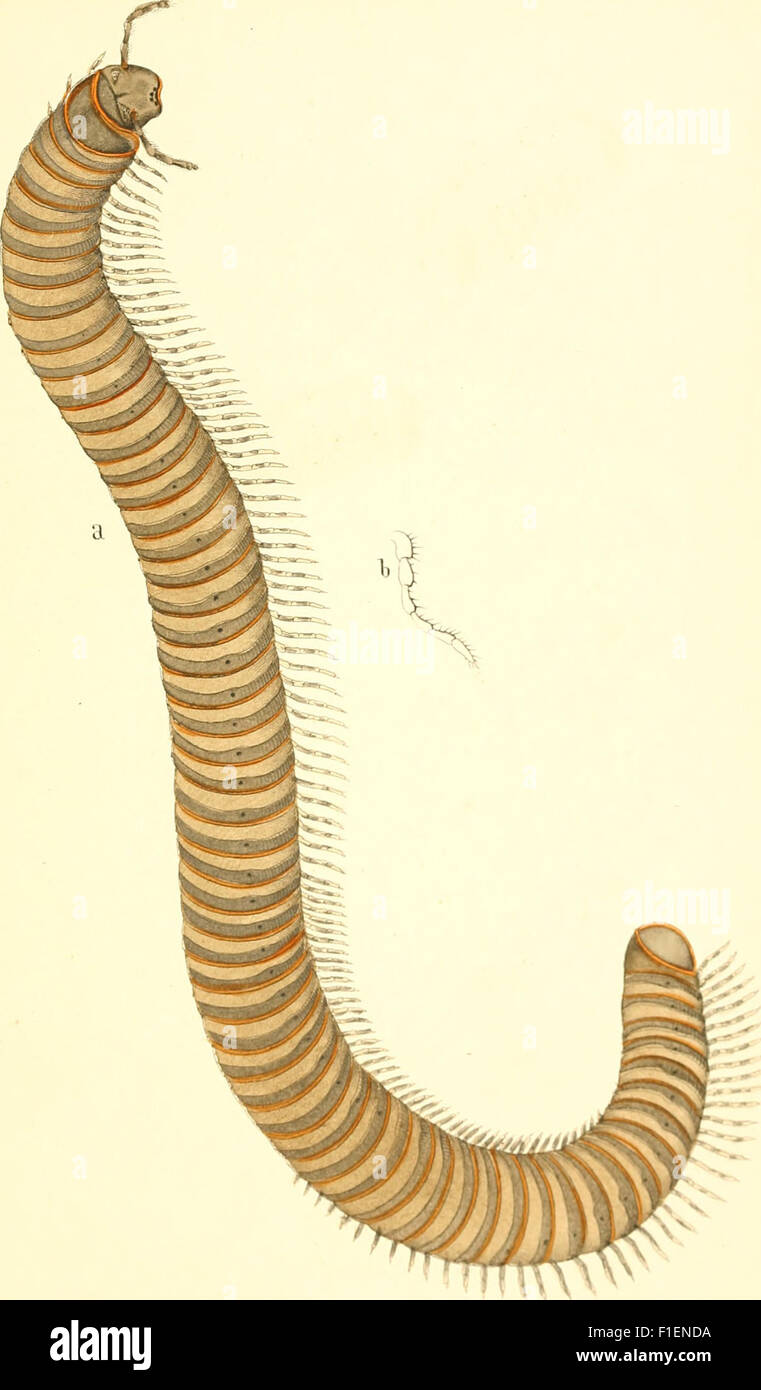 *Die Myriapoden* (1863) is a detailed work on myriapods, including ...