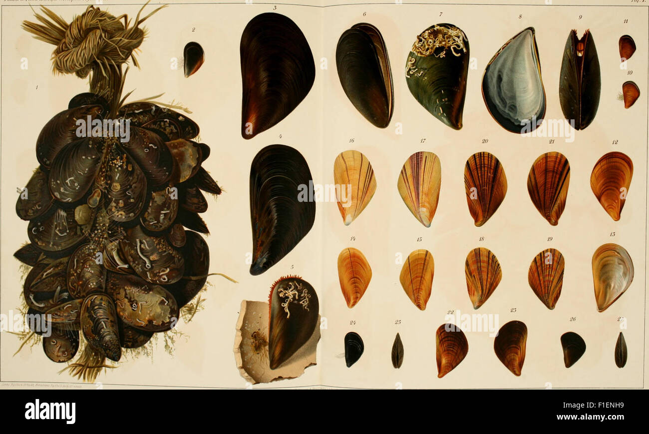This 1902 work studies the Mytilidae family of bivalves found in the ...