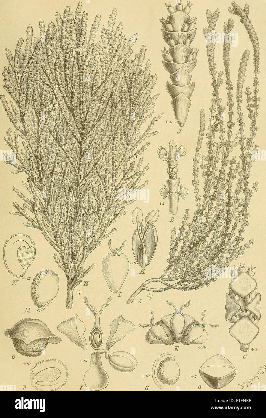 A detailed botanical classification of plant families, listing genera ...