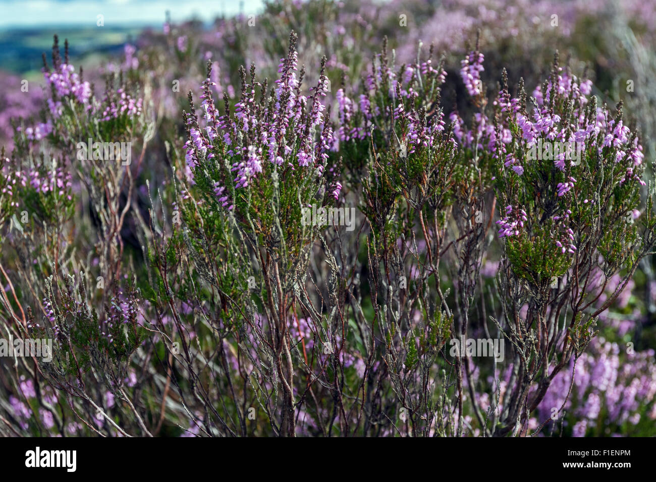 Haworth moor hi-res stock photography and images - Alamy
