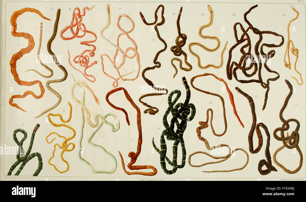 This 1895 work focuses on the nemerteans (ribbon worms) found in the ...