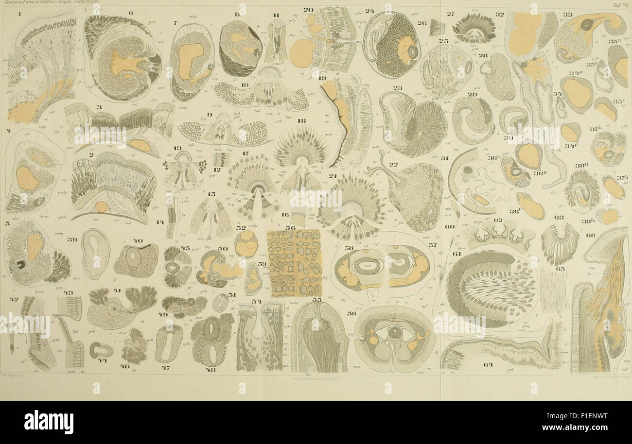 This 1895 study focuses on the nemertean species of the Bay of Naples ...