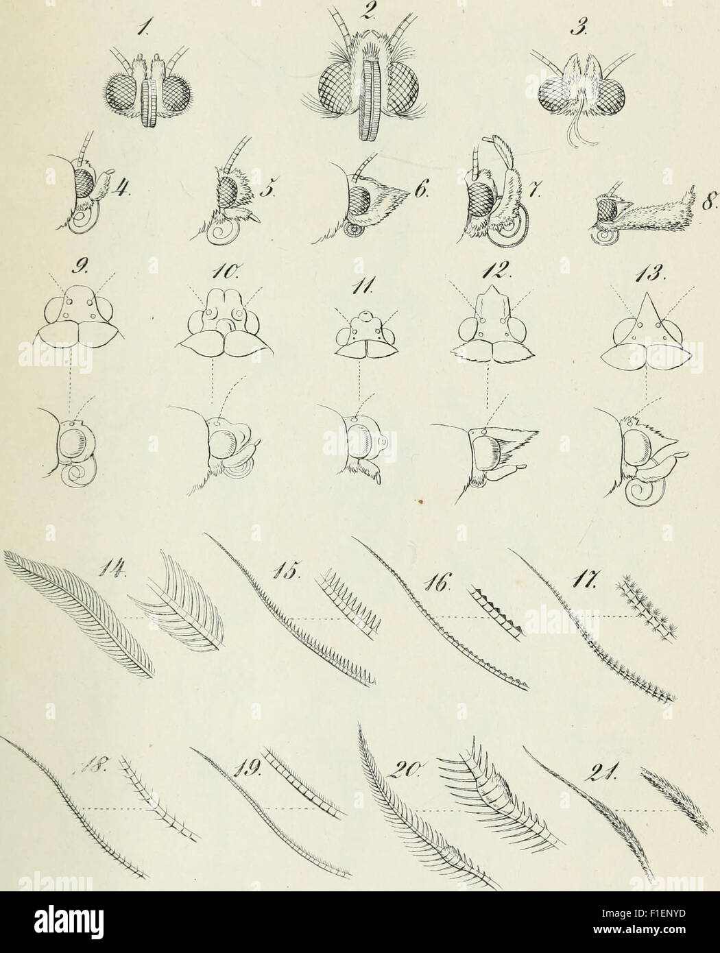 'Die Noctuinen Europas' (1857) focuses on nocturnal moth species in ...