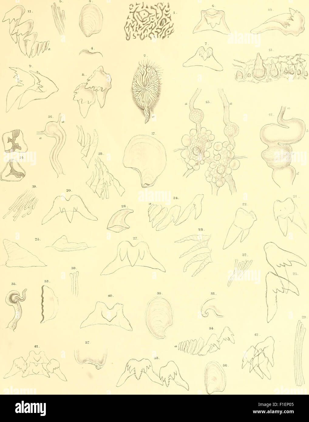 'Die Opisthobranchiata der Siboga-Expedition' (1905) is a detailed ...