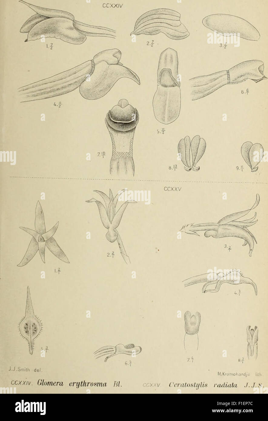 This 1905 work illustrates the diverse orchid species of Java, offering ...