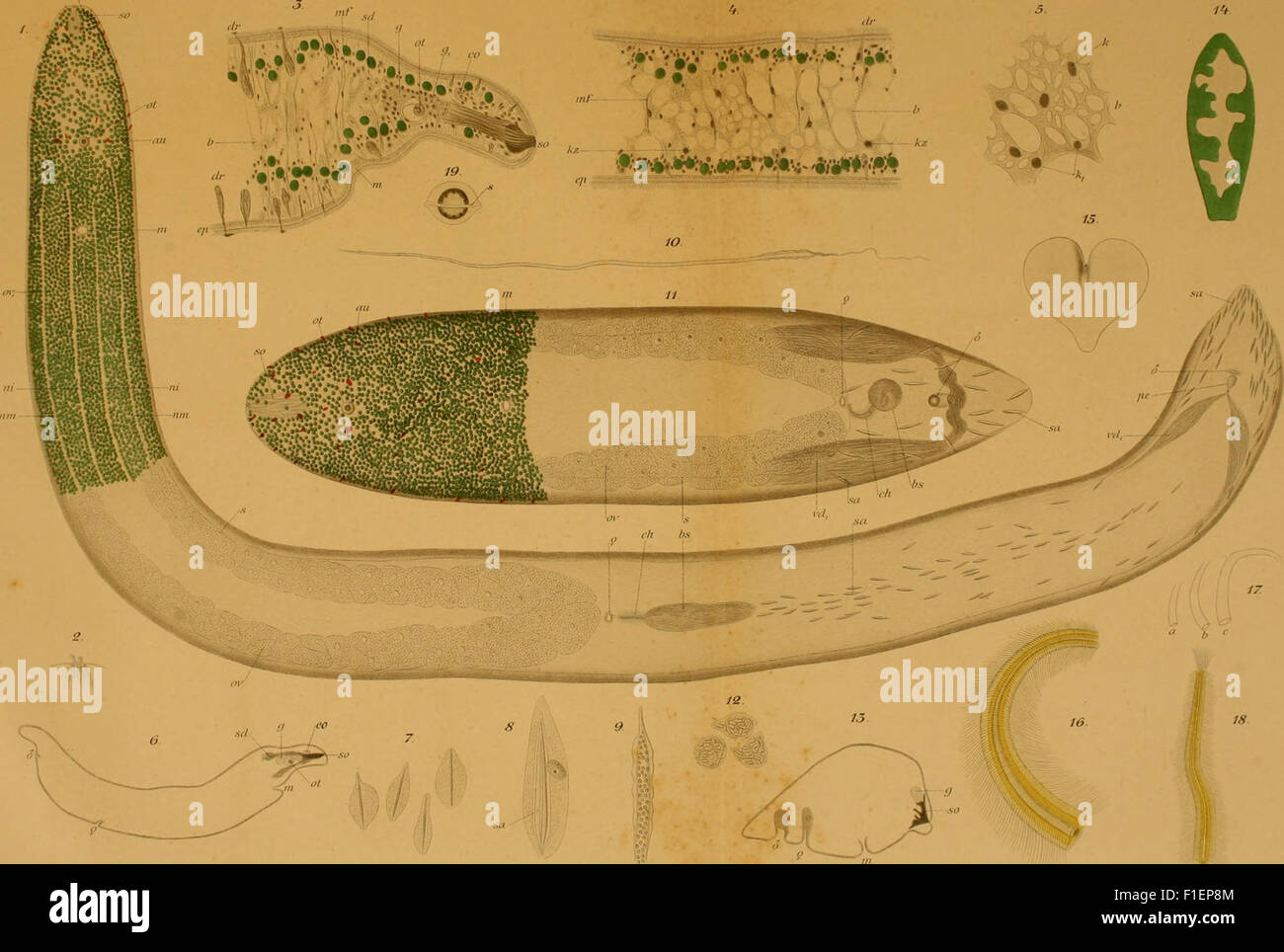 'Die Organisation der Turbellaria Acoela' explores the structure and ...
