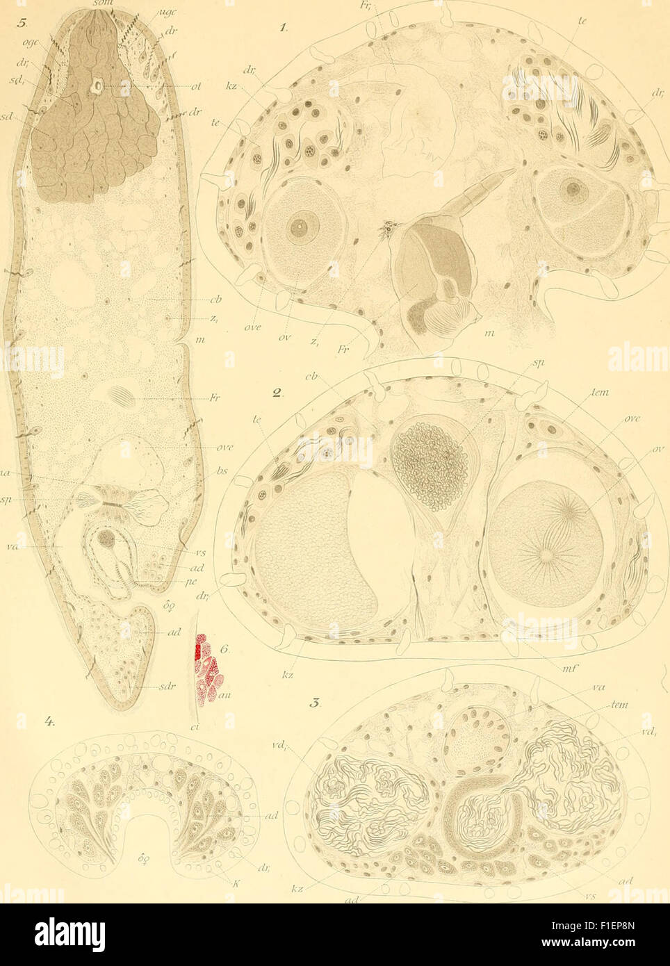 This 1891 work focuses on the classification of Turbellaria Acoela, a ...