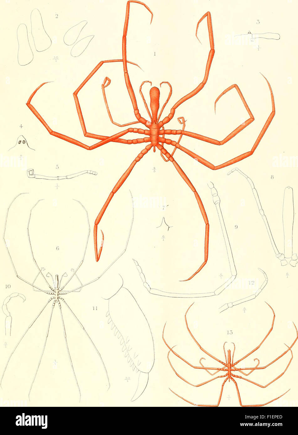 'Die Pantopoden der Deutschen Tiefsee-Expedition' (1902) documents the ...