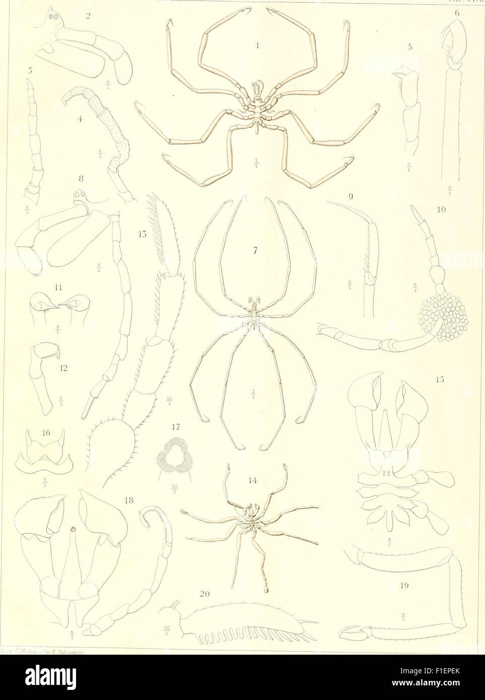 This 1902 publication presents findings from the German deep-sea ...
