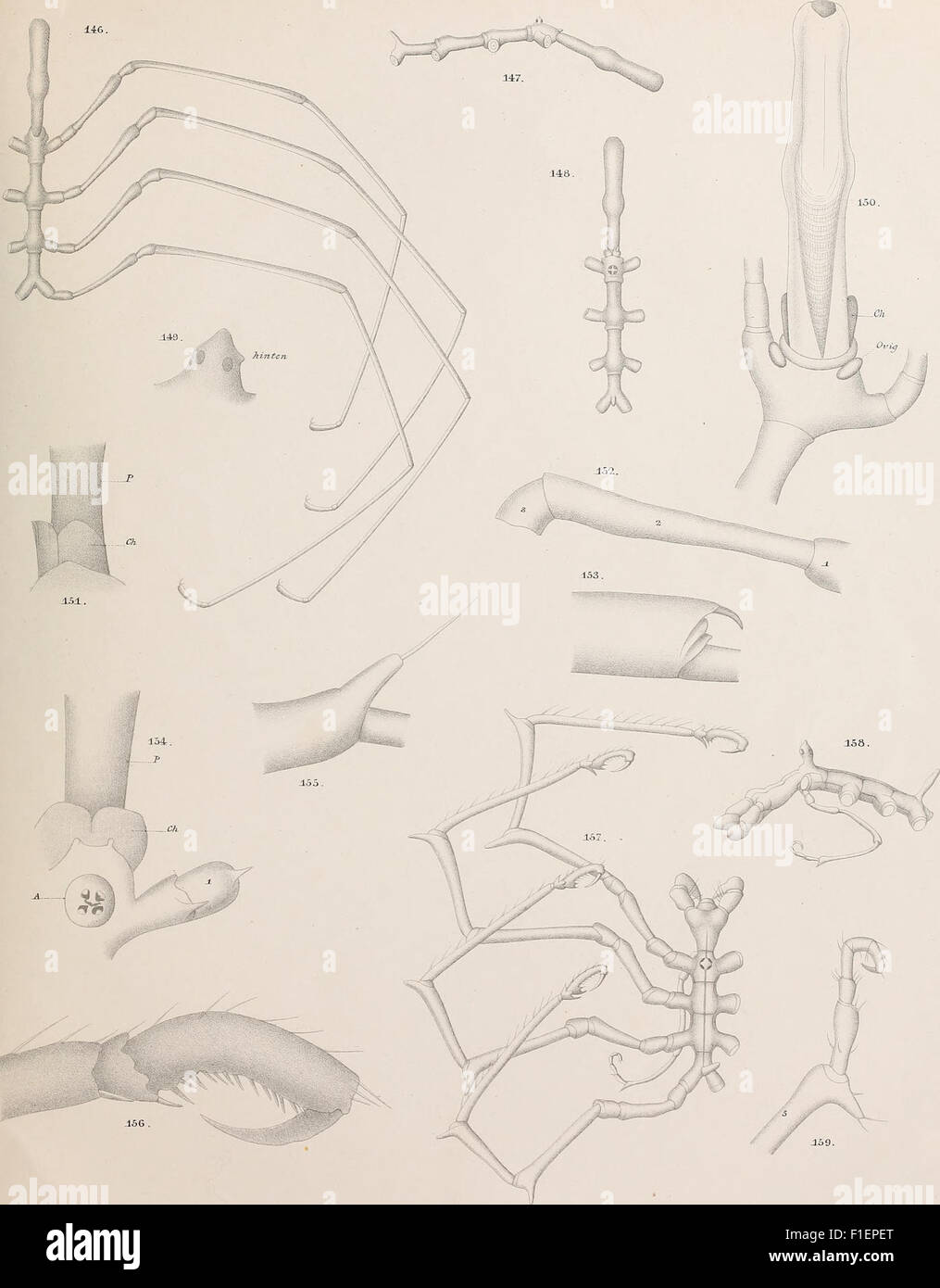Die pantopoden der Siboga-expedition mit berücksichtigung der arten ...
