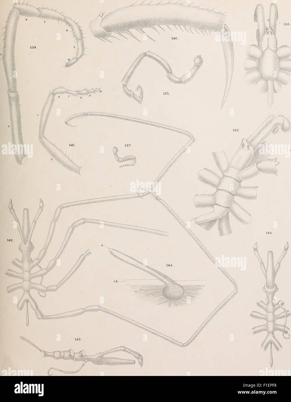 *Die Pantopoden der Siboga-Expedition* (1908) is a scientific work documenting the species of ...