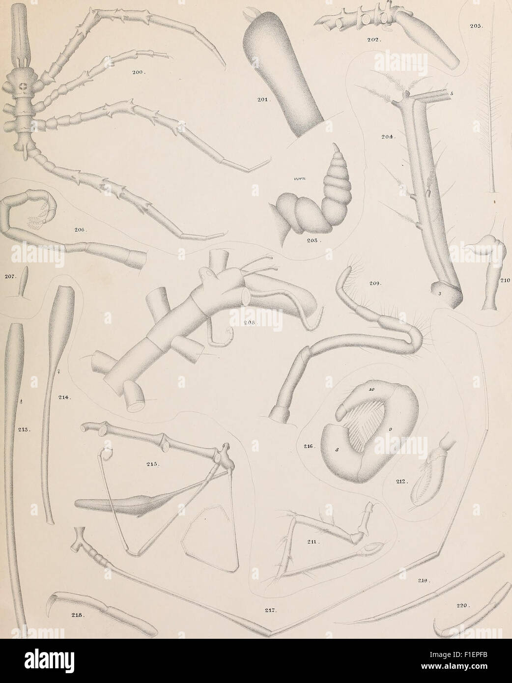 *Die Pantopoden der Siboga-Expedition* (1908) provides detailed ...