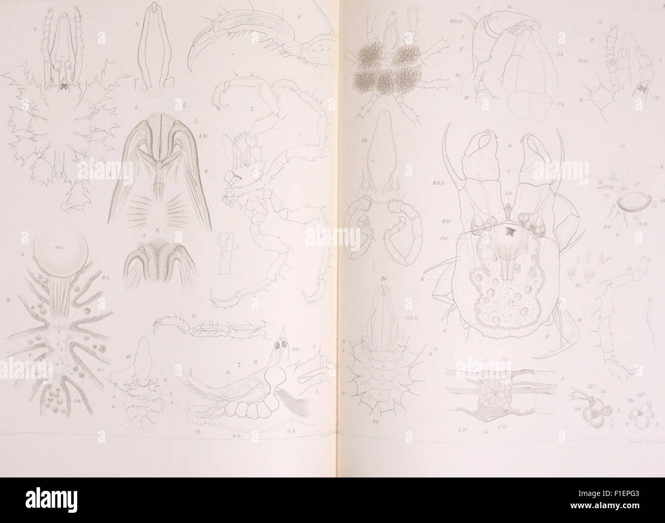 This 1881 work focuses on the Pantopoda (sea spiders) of the Gulf of ...