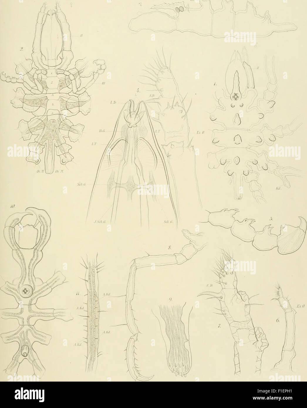 This 1881 work focuses on the study of Pantopoda (sea spiders) from the ...