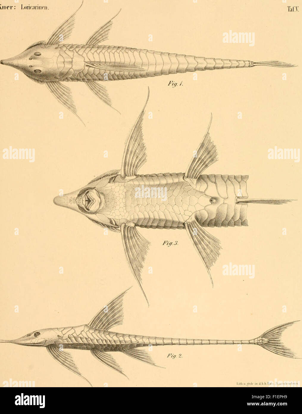 This 1853 work provides a detailed account of armored catfish from the ...