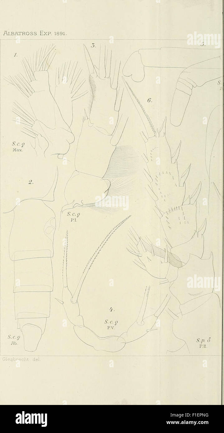 This 1895 work focuses on the study of pelagic copepods, microscopic ...