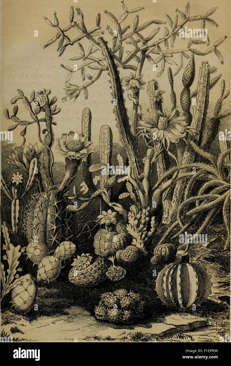 *Die Pflanzendecke der Erde* (1859) is a comprehensive portrayal of ...