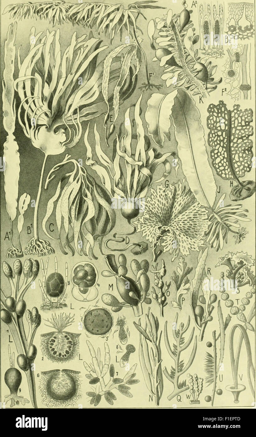 A comprehensive work detailing the plant life of Germany, published ...