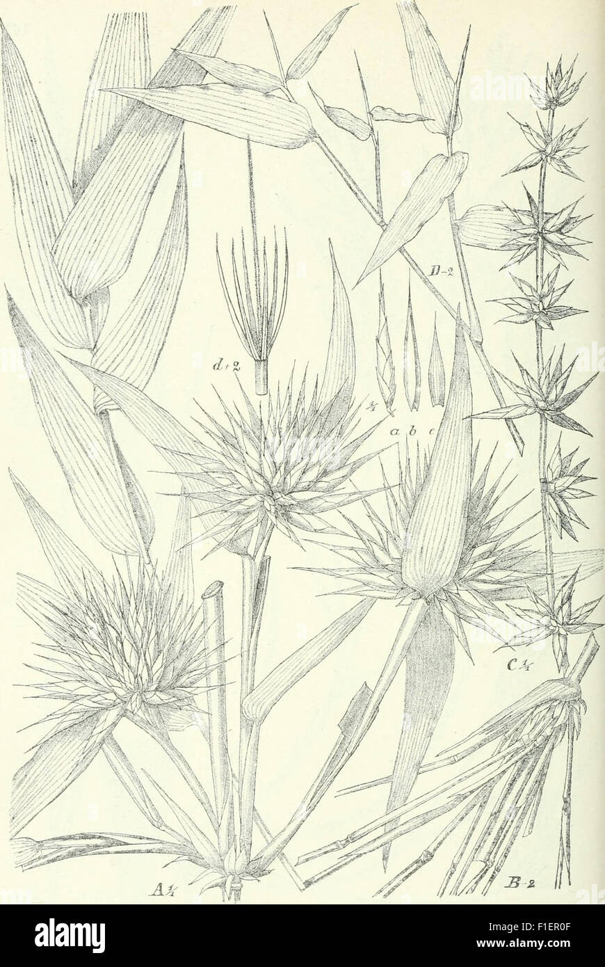 This 1910 work examines the plant life of Africa, particularly its ...