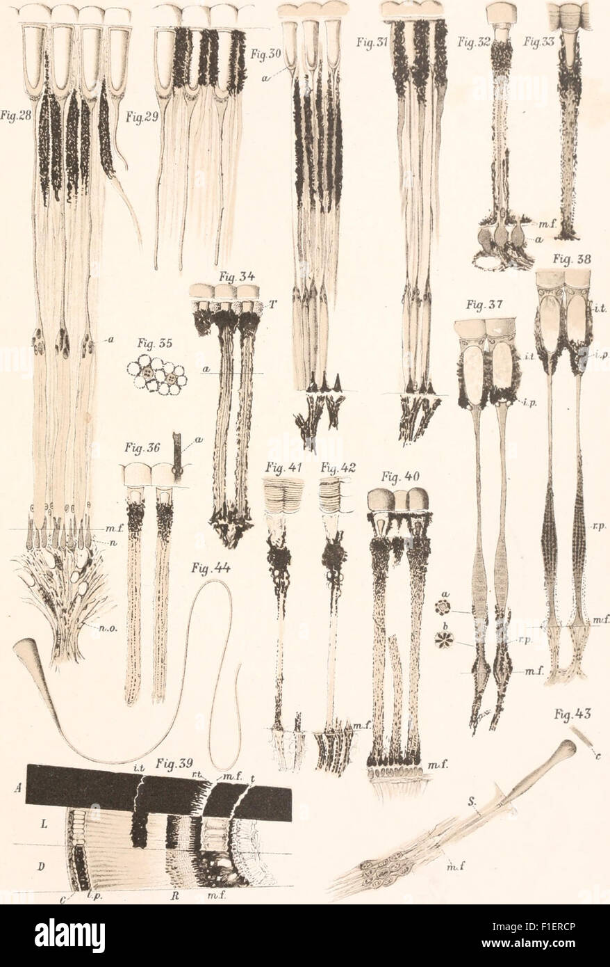 This 1891 study focuses on the physiology of the compound eyes of ...