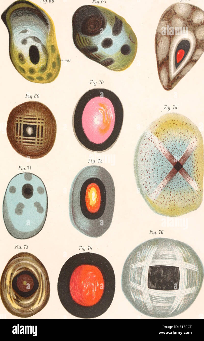 This 1891 study examines the physiology of compound eyes in crustaceans ...