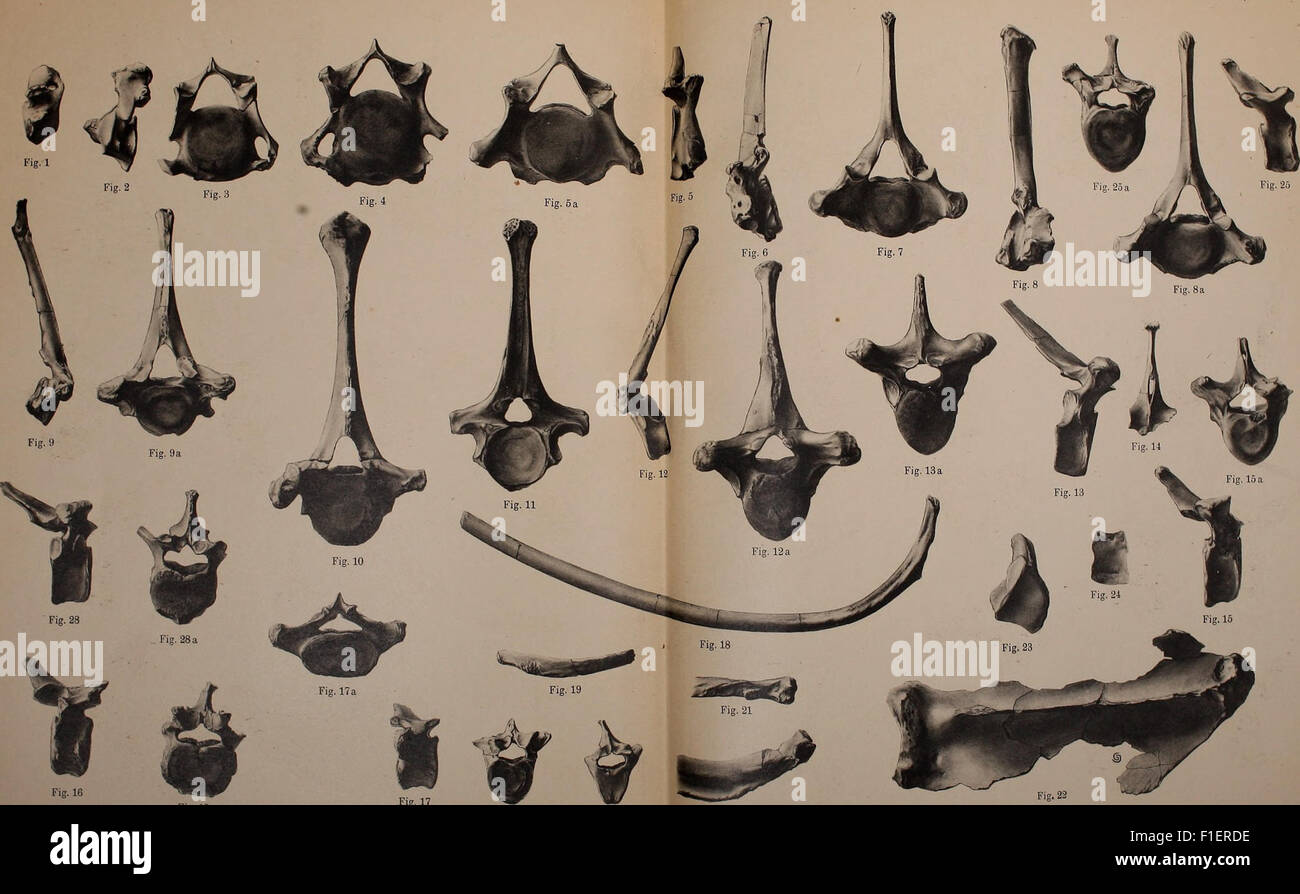 *Die Pithecanthropus-Schichten auf Java* documents the geological and ...