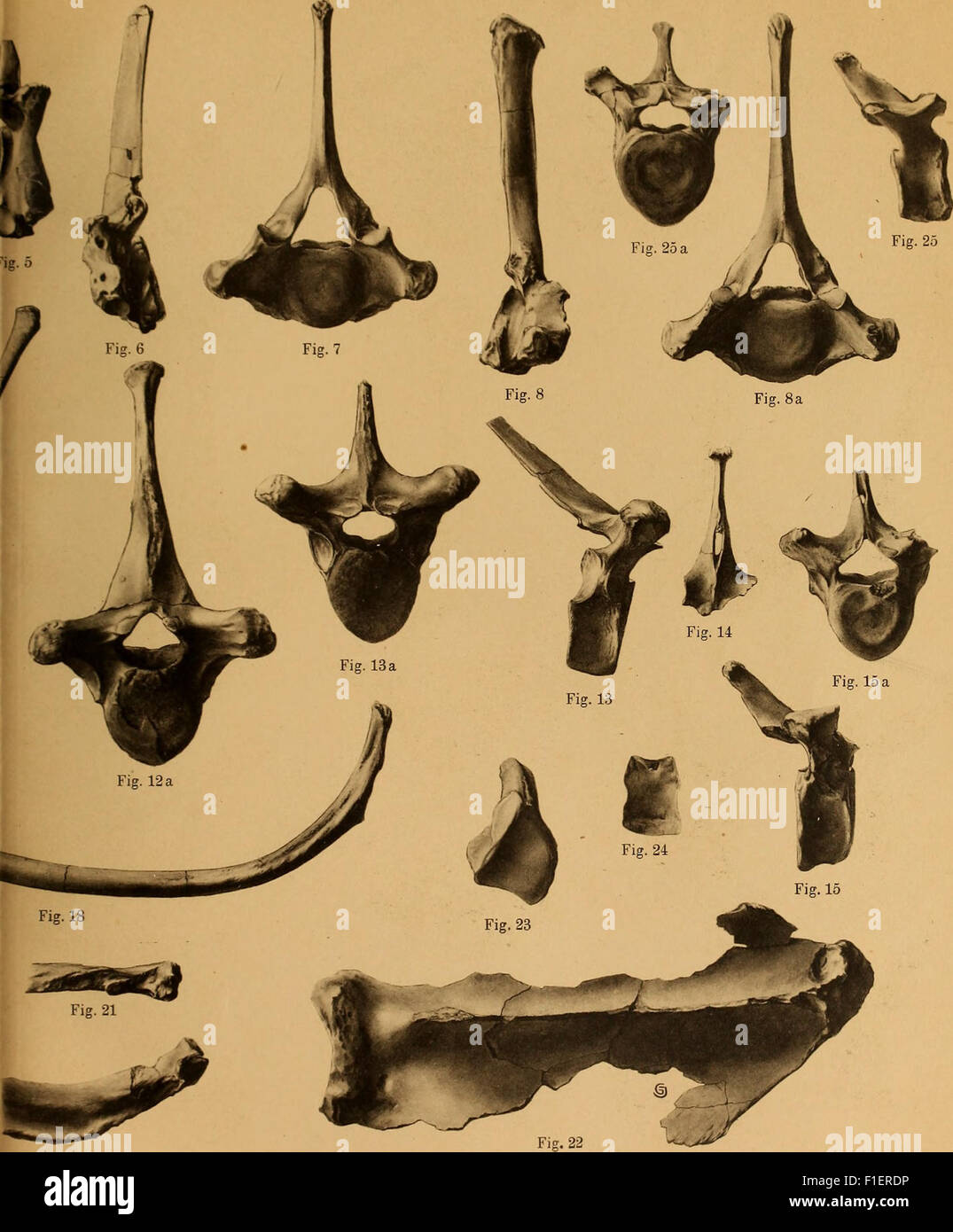 This 1907-1908 study documents the geological and paleontological ...