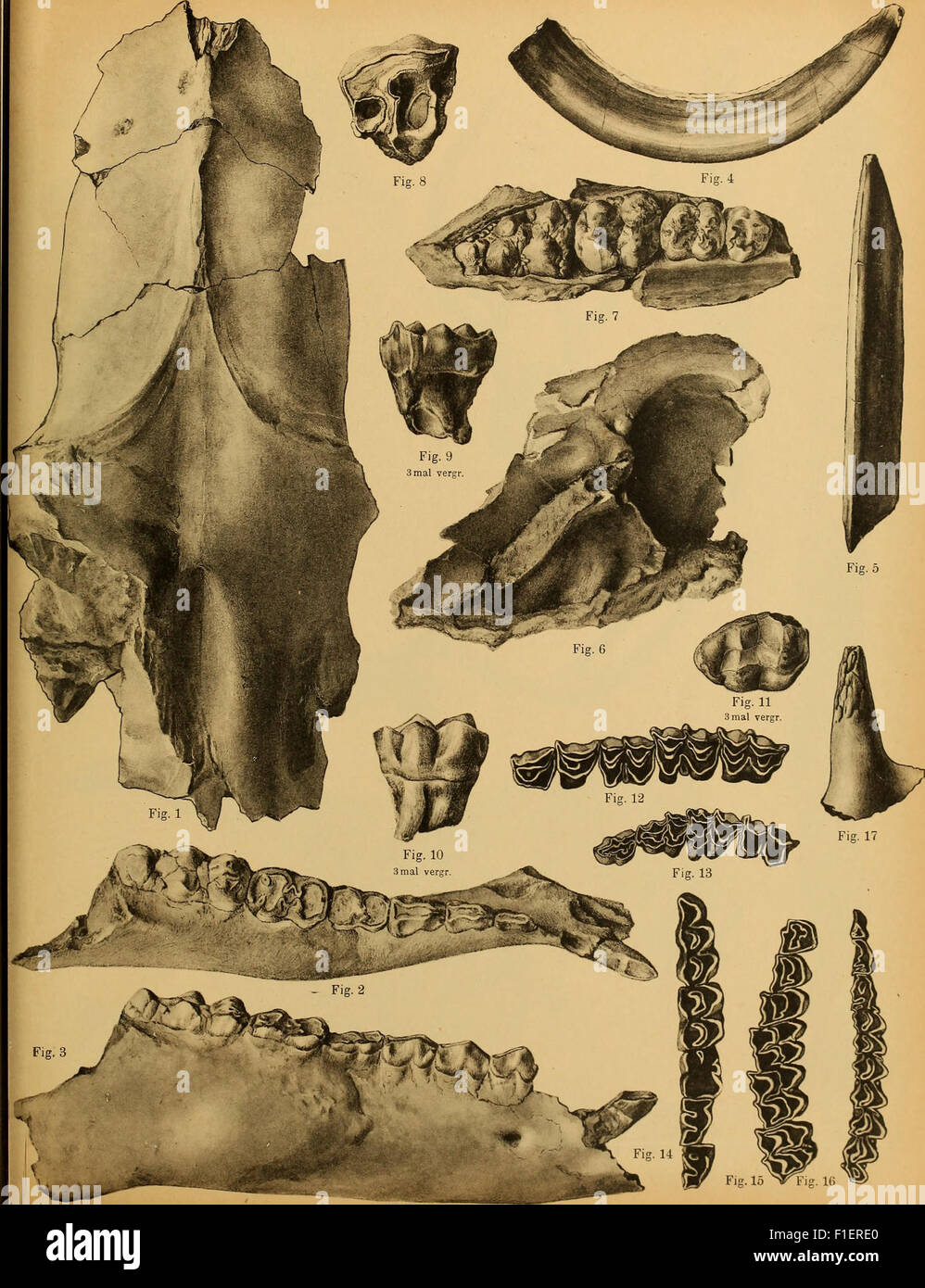 'Die Pithecanthropus-Schichten auf Java' (1907-1908) documents the ...
