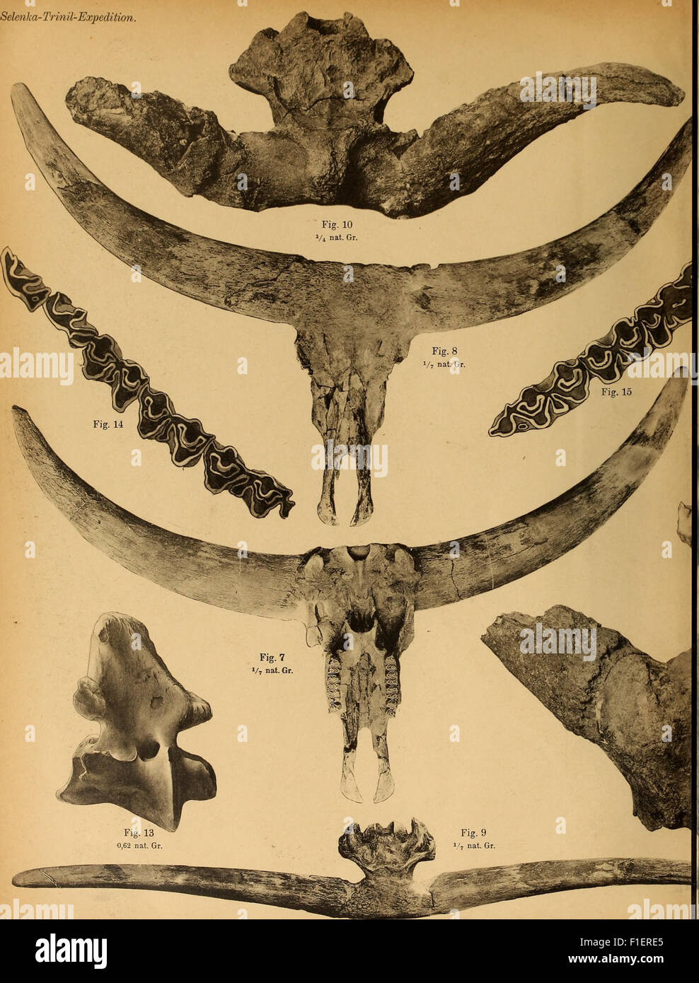 This geological and paleontological study, focused on the Trinil ...