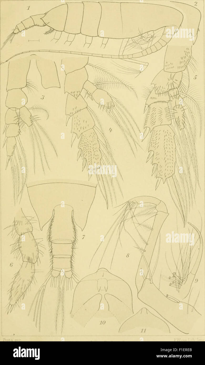 Planctoncopepoden hi-res stock photography and images - Alamy