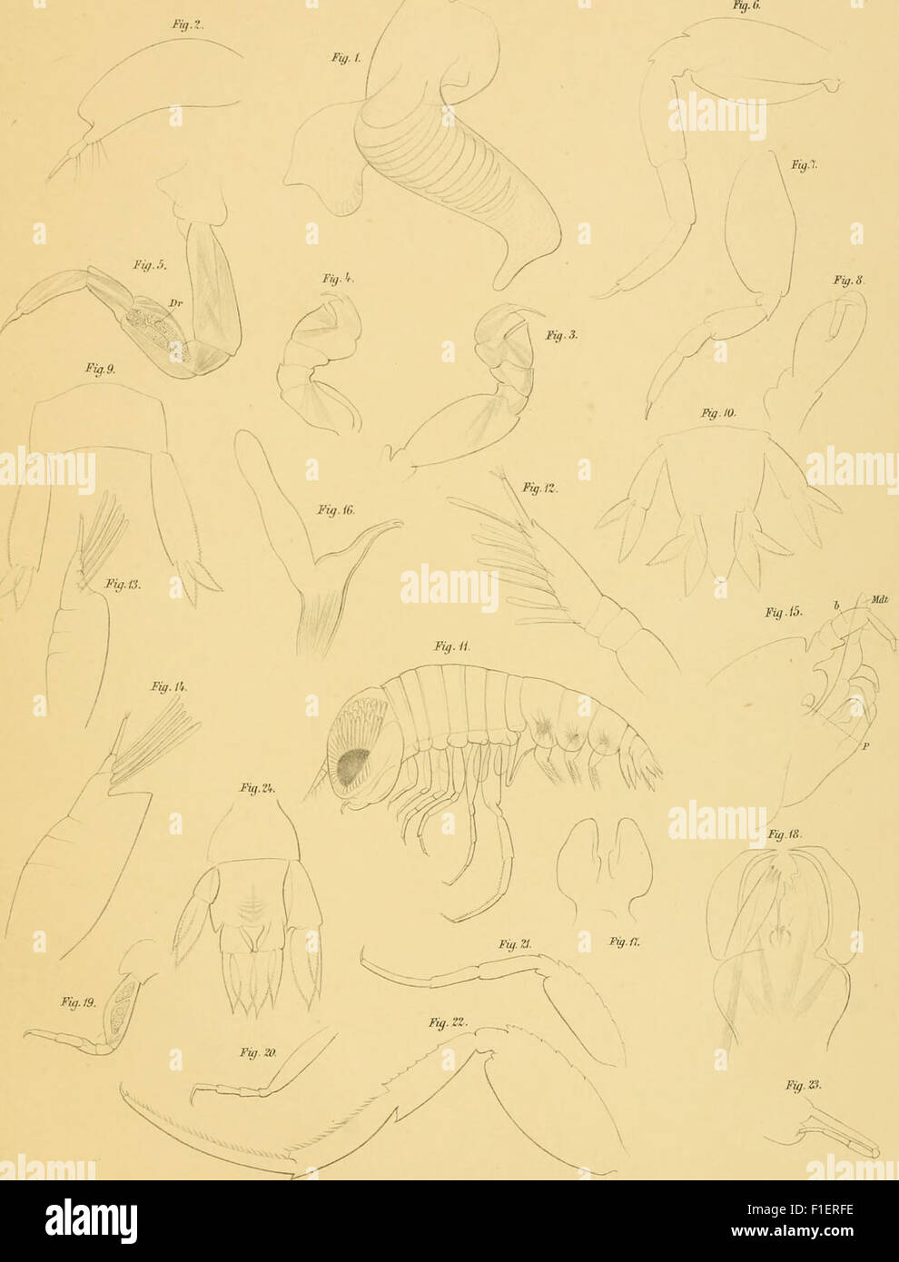 Lizards detailed anatomy hi-res stock photography and images - Alamy