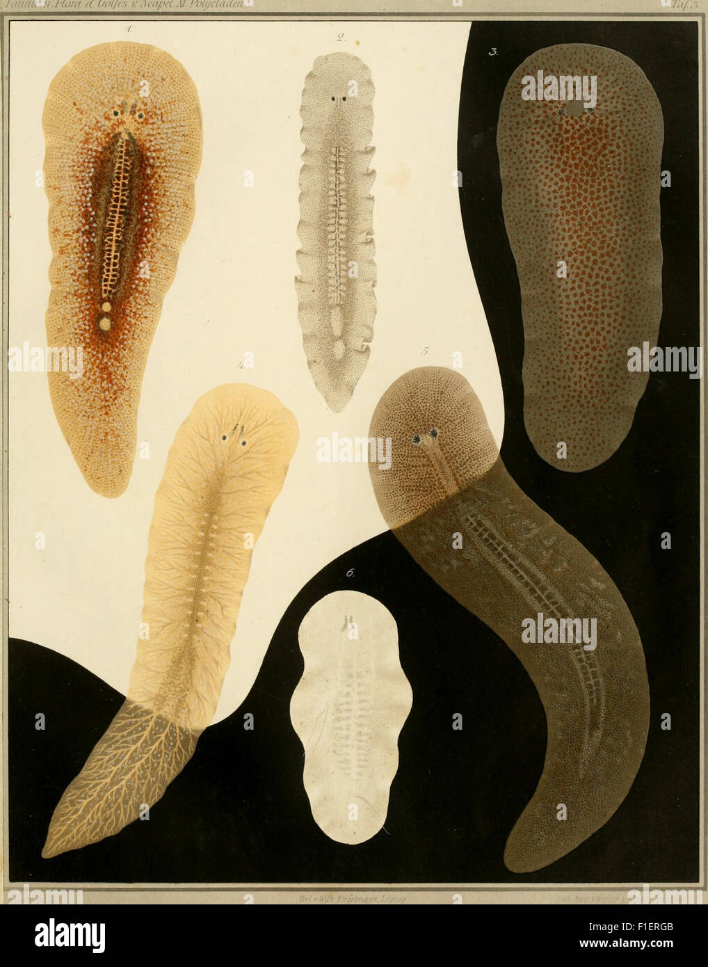 Seeplanarians hi-res stock photography and images - Alamy