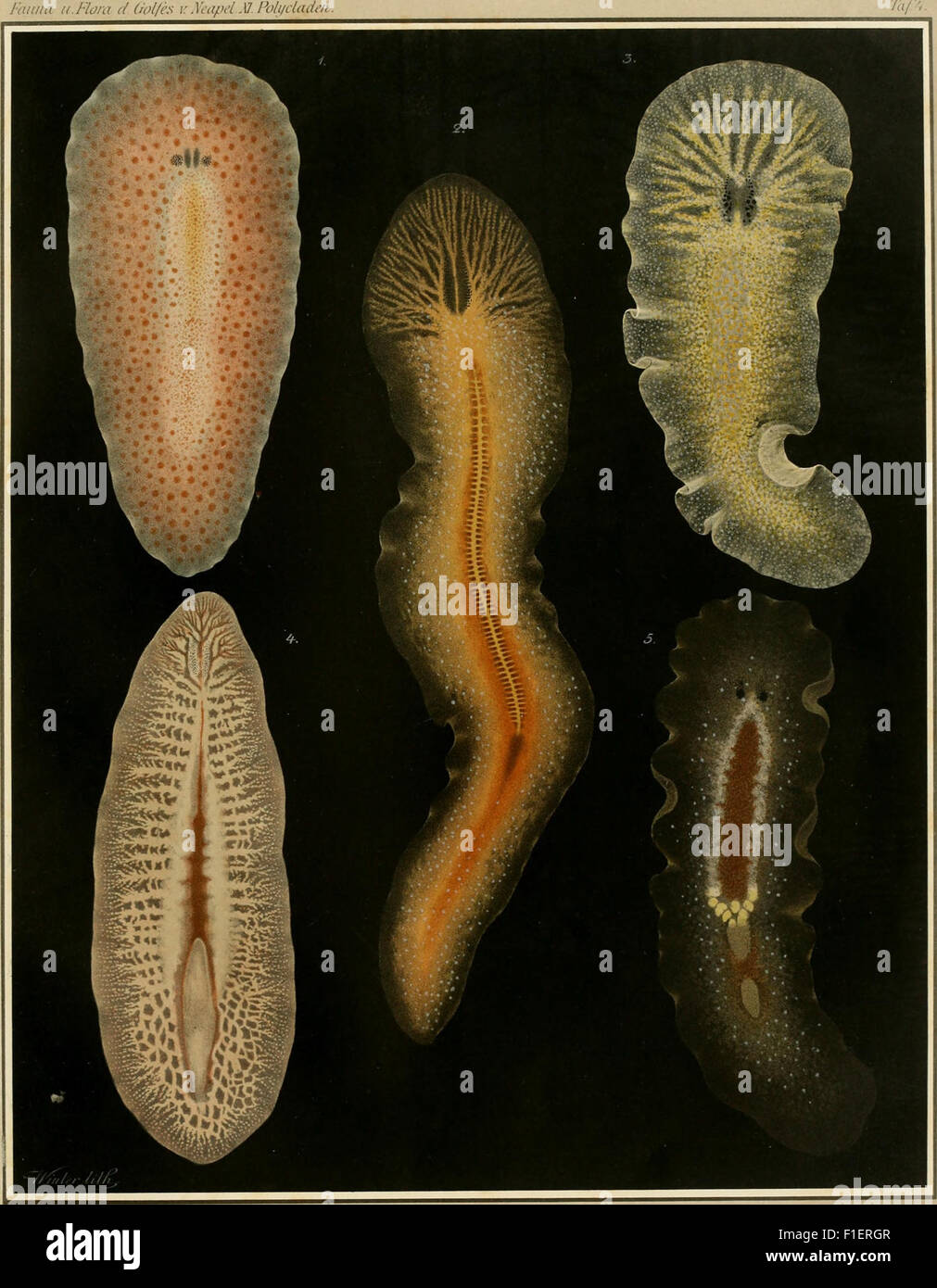 This 1884 work focuses on the polyclad flatworms (seeplanarians) found ...