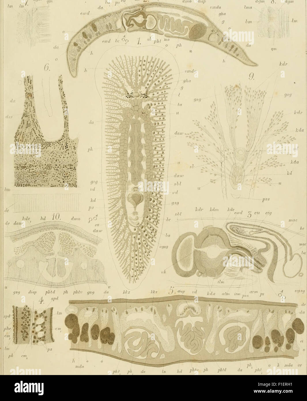 'Die polycladen (seeplanarien) des Golfes von Neapel' is a detailed ...