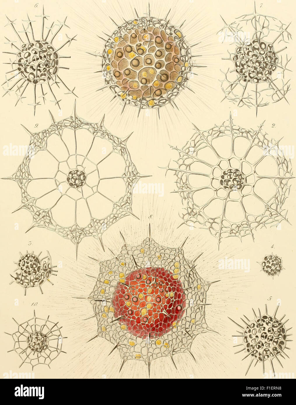 'Die Radiolarien' (1862) is a monograph focusing on radiolarians, a ...