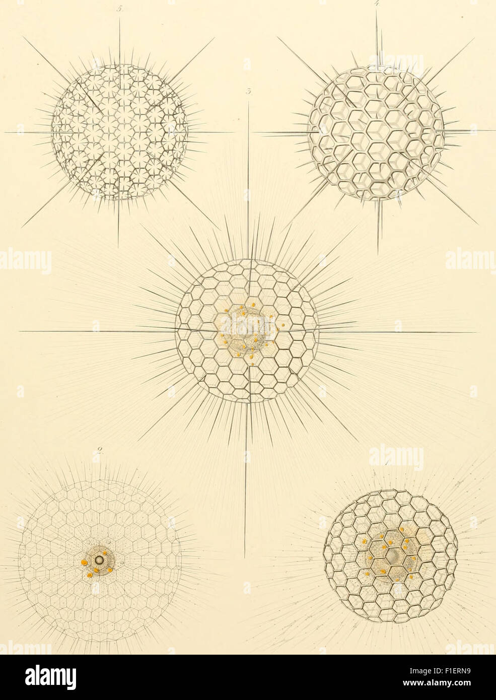 'Die Radiolarien' (1862) is a monograph on Radiolaria (Rhizopoda ...