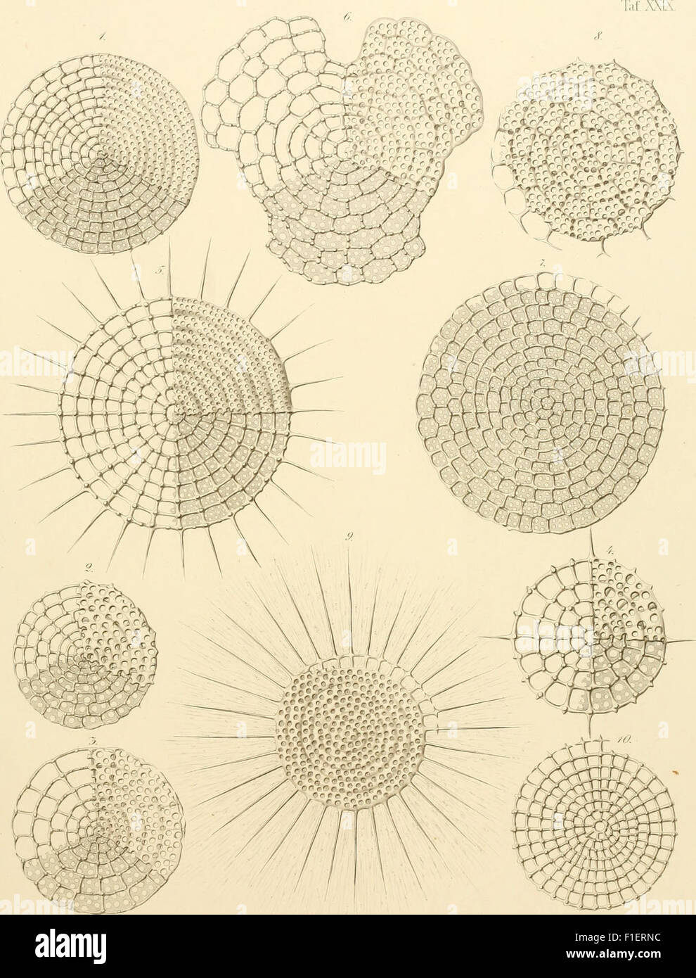This 1862 monograph provides an in-depth study of Radiolarians ...