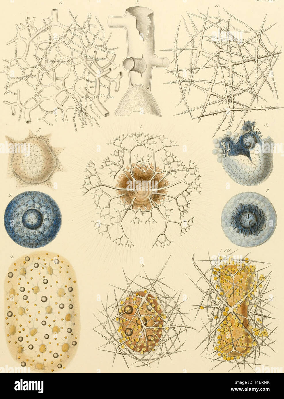 This 1862 monograph on radiolarians (Rhizopoda radiaria) provides a ...