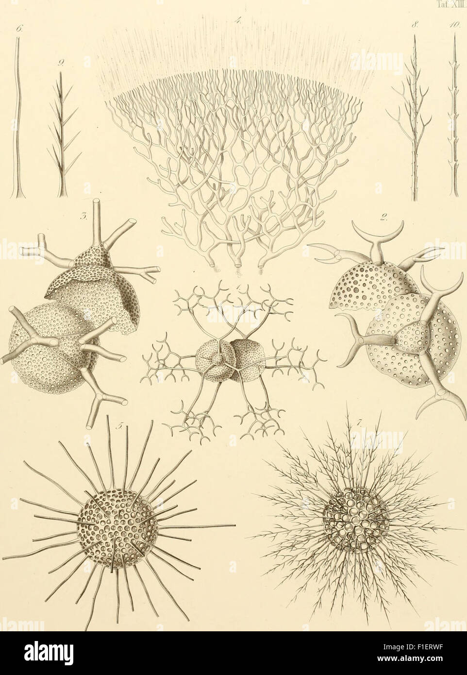 *Die Radiolarien* (1862) is a monograph on Radiolaria, a group of ...