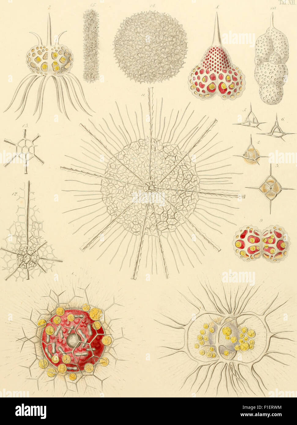 *Die Radiolarien* (1862) is a monograph that provides a comprehensive ...