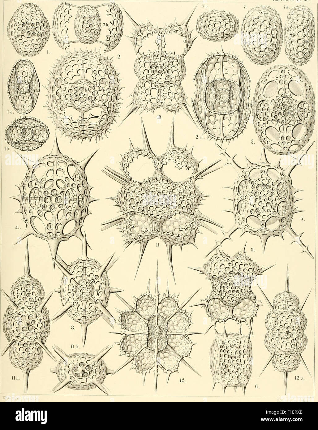 This 1887 monograph on Radiolarians (Rhizopoda radiaria) is a detailed ...